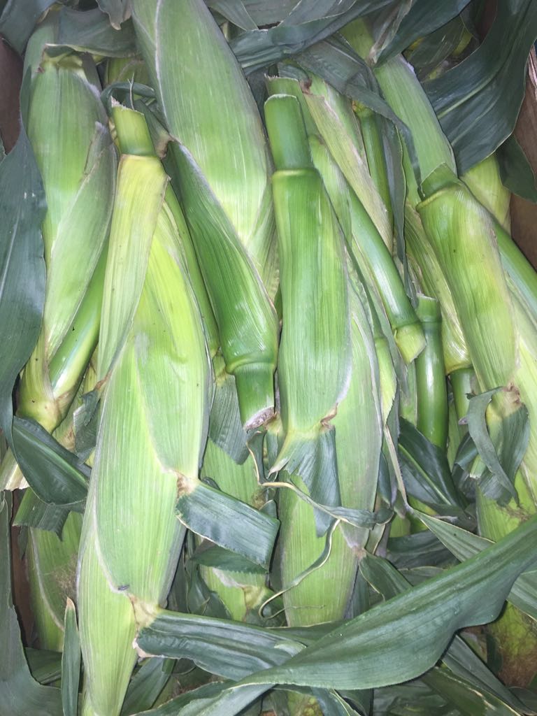 El “millo canario” | Fruvesur